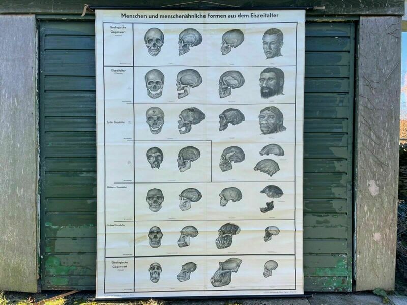 Vintage Anthropology Evolution School Chart Skulls Early Man ...