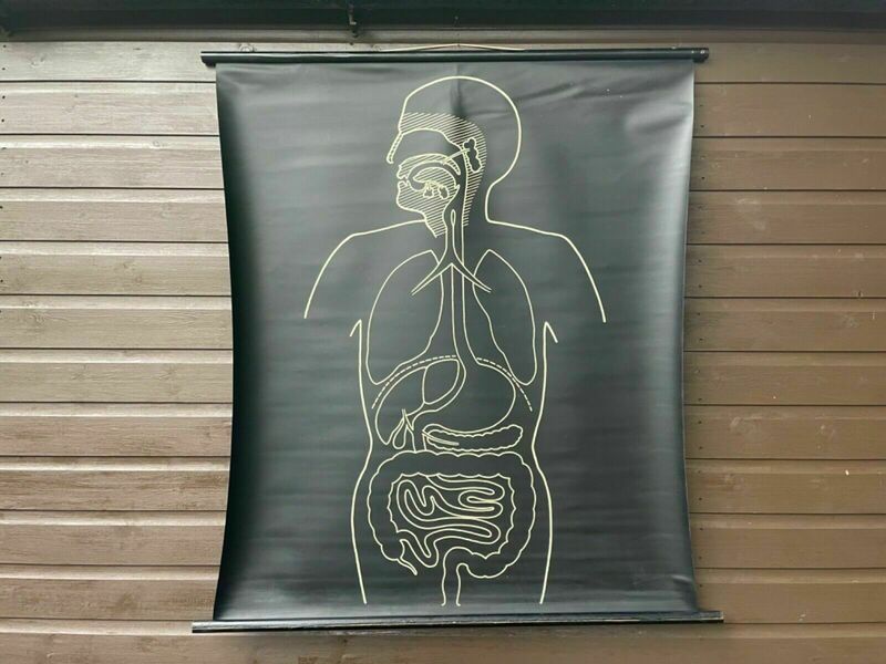 Vintage Roll Down School Chart Of Human Internal Organs On Pvc Anatomy ...