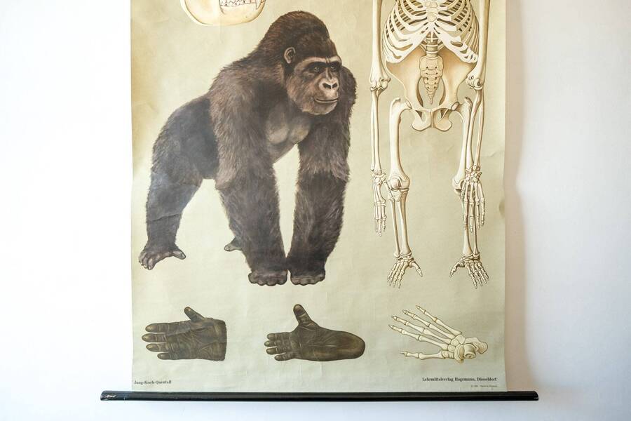 Original Zoological Vintage German School Wall Chart Gorilla Monkey ...