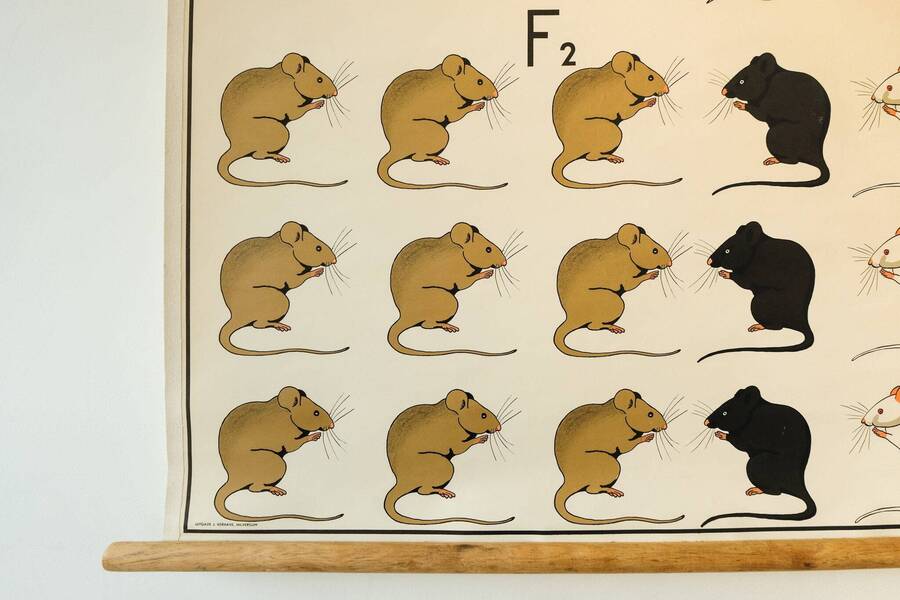 Original Zoological Biological Genetic Dominance Vintage German School ...