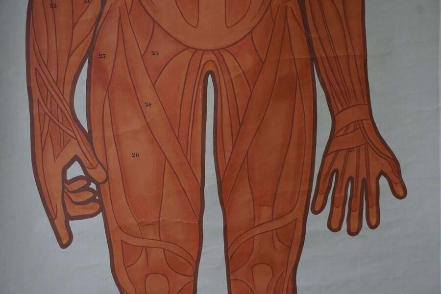 Vintage Anatomical Chart Muscular Structure Of Man | Vinterior