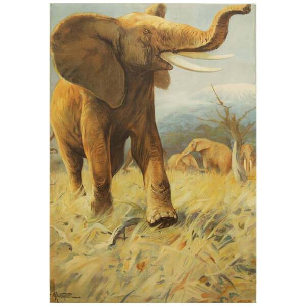 Antique German School, Teaching Chart, Poster "Elephants" | Vinterior