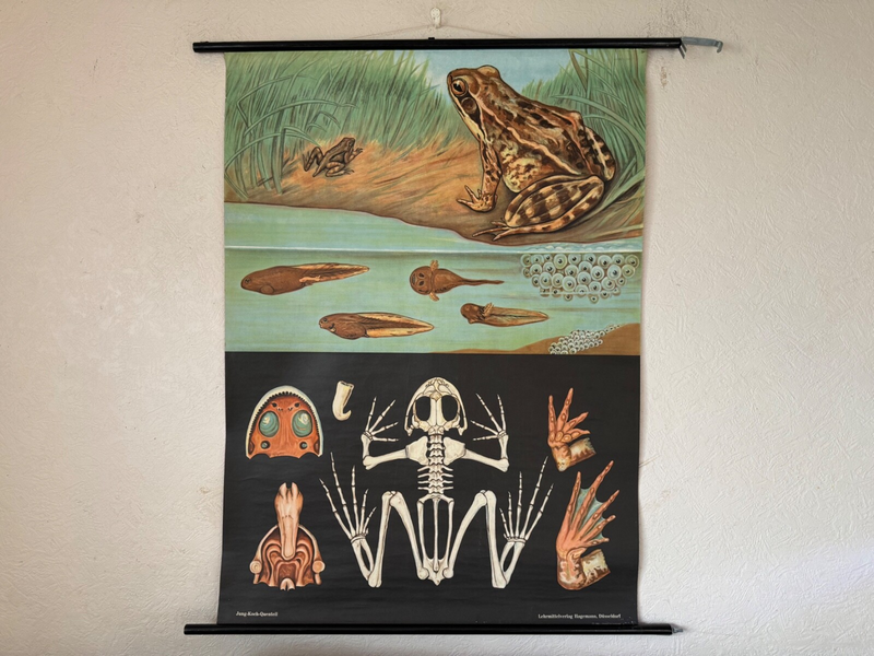 Vintage Frog School Chart Jung Koch Quentell Roll Down Educational Chart Poster | Vinterior