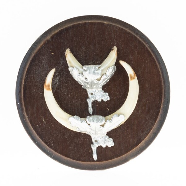 Antique Taxidermy Mounted Wild Boar Teeth Hunting Trophy | Vinterior