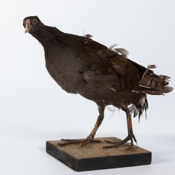 Antique Taxidermy Plain Bush Hen Bird (Amaurornis Olivacea) | Vinterior