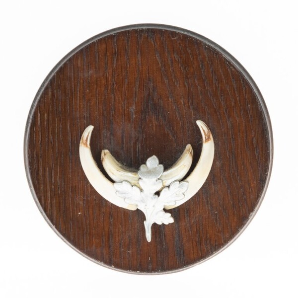 Antique Taxidermy Mounted Wild Boar Teeth Hunting Trophy | Vinterior