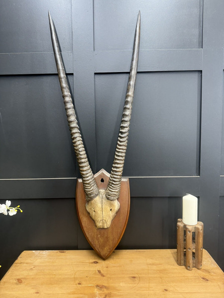 Vintage Taxidermy Oryx Partial Skull And Horns On Wood Shield Large ...