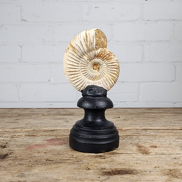 An Ammonite Specimen, Mounted For Display. | Vinterior