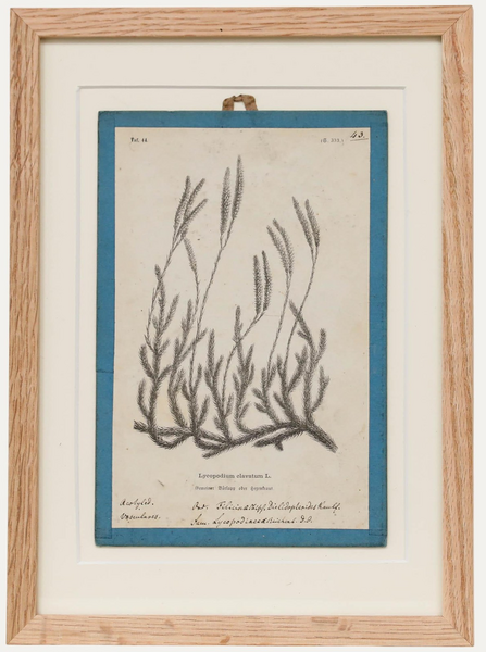 Native Flora Of Europe Framed 19th Century Lithograph, Lycopodium ...
