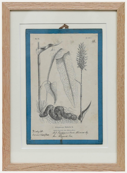 Native Flora Of Europe Framed 19th Century Lithograph, Polygonum ...