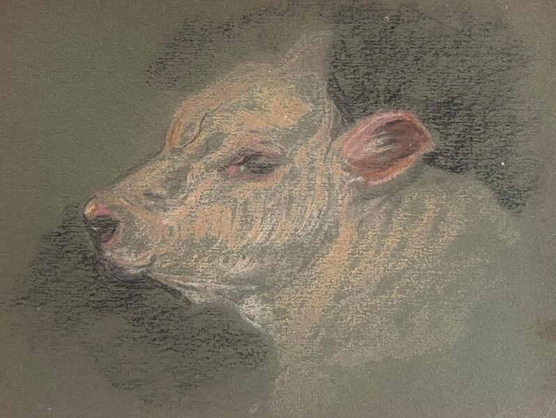 John Rabone Harveybritish Chalk Pencil Sketch Of A Young Calf's Face ...
