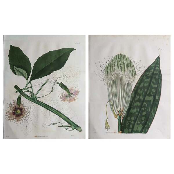 Pair Of Large Scale Original Antique Botanical Prints. Curtis. Dated ...