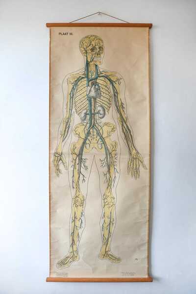 Original Anatomical Vintage Dutch Educational School Wall Chart Human ...