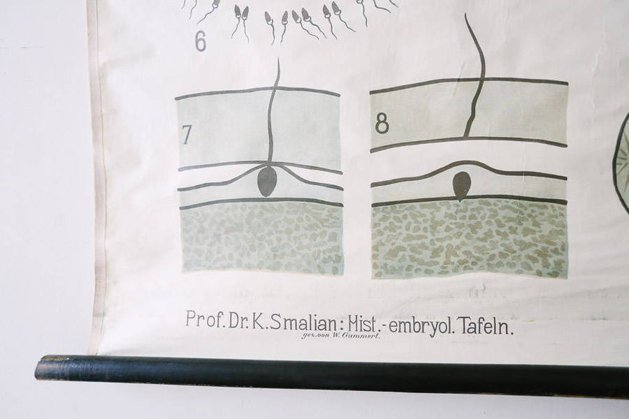 Original Anatomical Vintage German Educational School Wall Chart ...