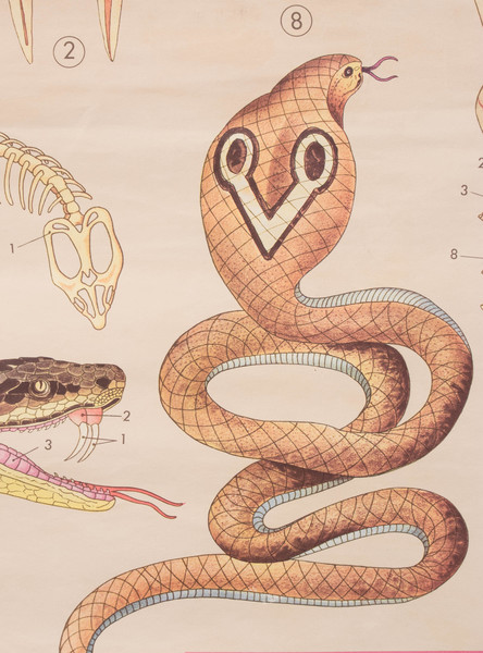 Mid Century Modern Italian Anatomical Educational Chart | Vinterior