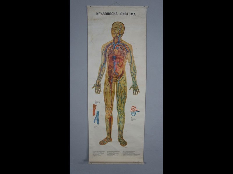 Old Anatomy Posters