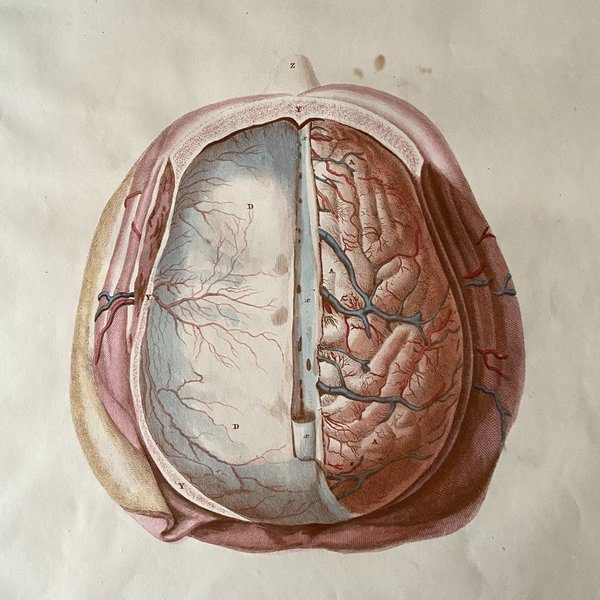 Anatomical Brain 5, Lizars 1824 'System Of Anatomical Plates' | Vinterior