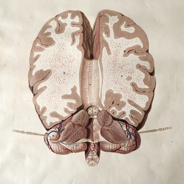 Anatomical Brain 3, Lizars 1824 'System Of Anatomical Plates' | Vinterior