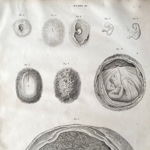 Anatomical Embryo, Lizars 1824 'System Of Anatomical Plates' | Vinterior