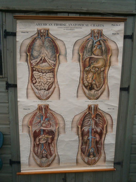 Adam, Rouilly & Co, Large American Frohse Anatomical Chart No6 Chest ...