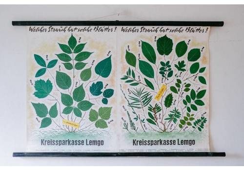 Vintage German Wall Chart Formation Of Physical Geography Geographical ...