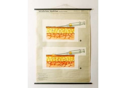 1960’s Lobster Anatomy Educational Poster | Vinterior