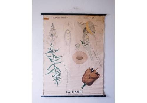 Original Zoological Vintage German School Wall Chart Red Coral Marine ...