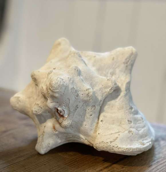 Large Vintage Conch Shell | Vinterior