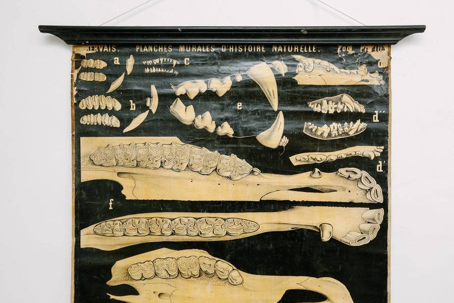 Original Zoological Antique Vintage Paul Gervais French School Wall ...