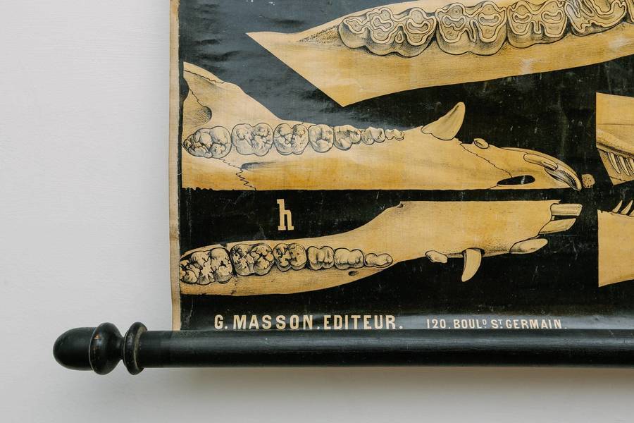 Original Zoological Antique Vintage Paul Gervais French School Wall ...