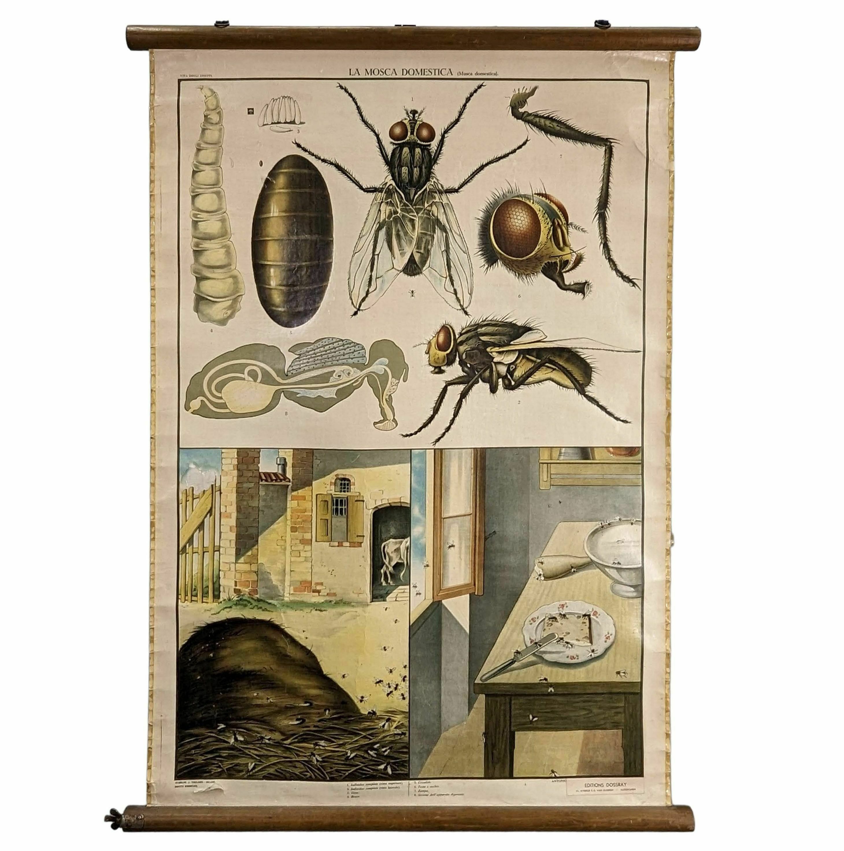 Old Chromolithography Entomological Poster "The Fly" | Vinterior