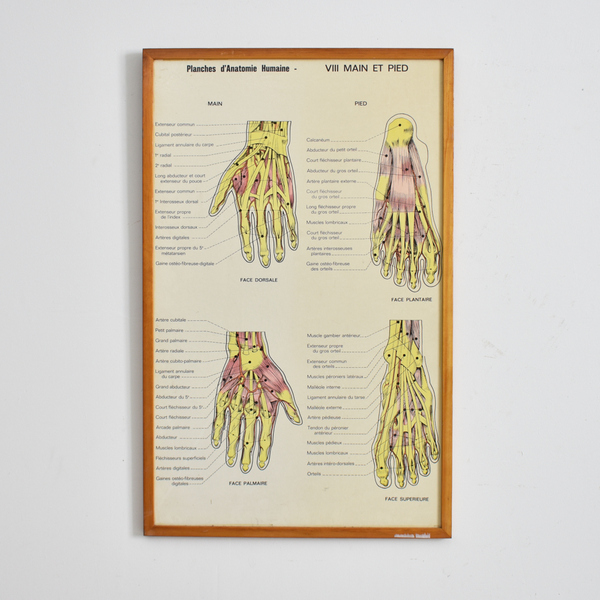 Vintage French Anatomy Chart Hand And Foot | Vinterior